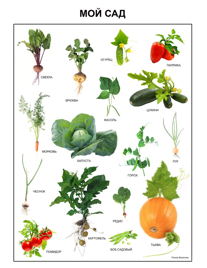 Educational Poster With Vegetables Names in Russian Arial - Etsy
