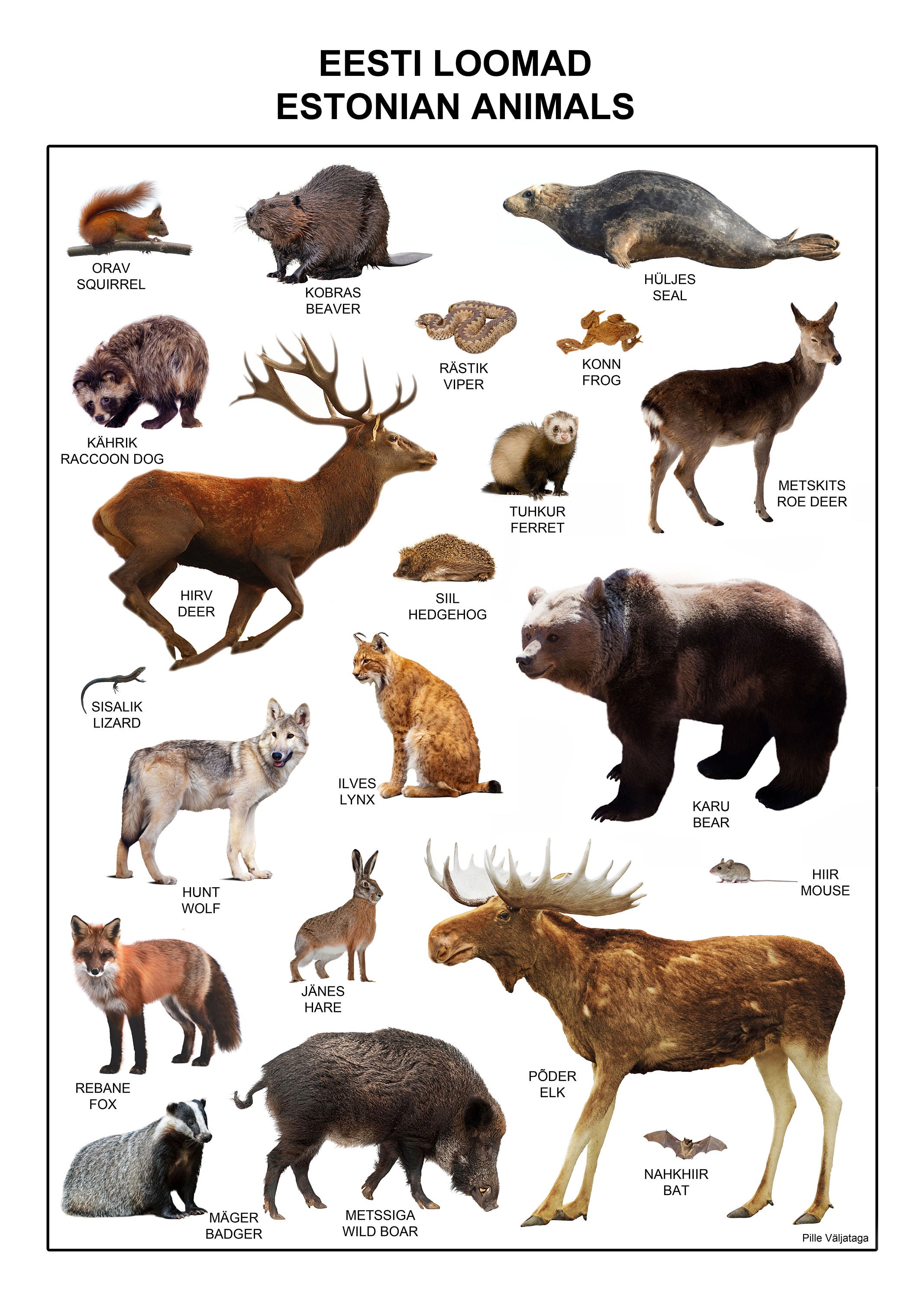 Poster Eesti Loomad, Pdf-fail, Trükitähtedega, A3 Suurus, Eesti Ja ...