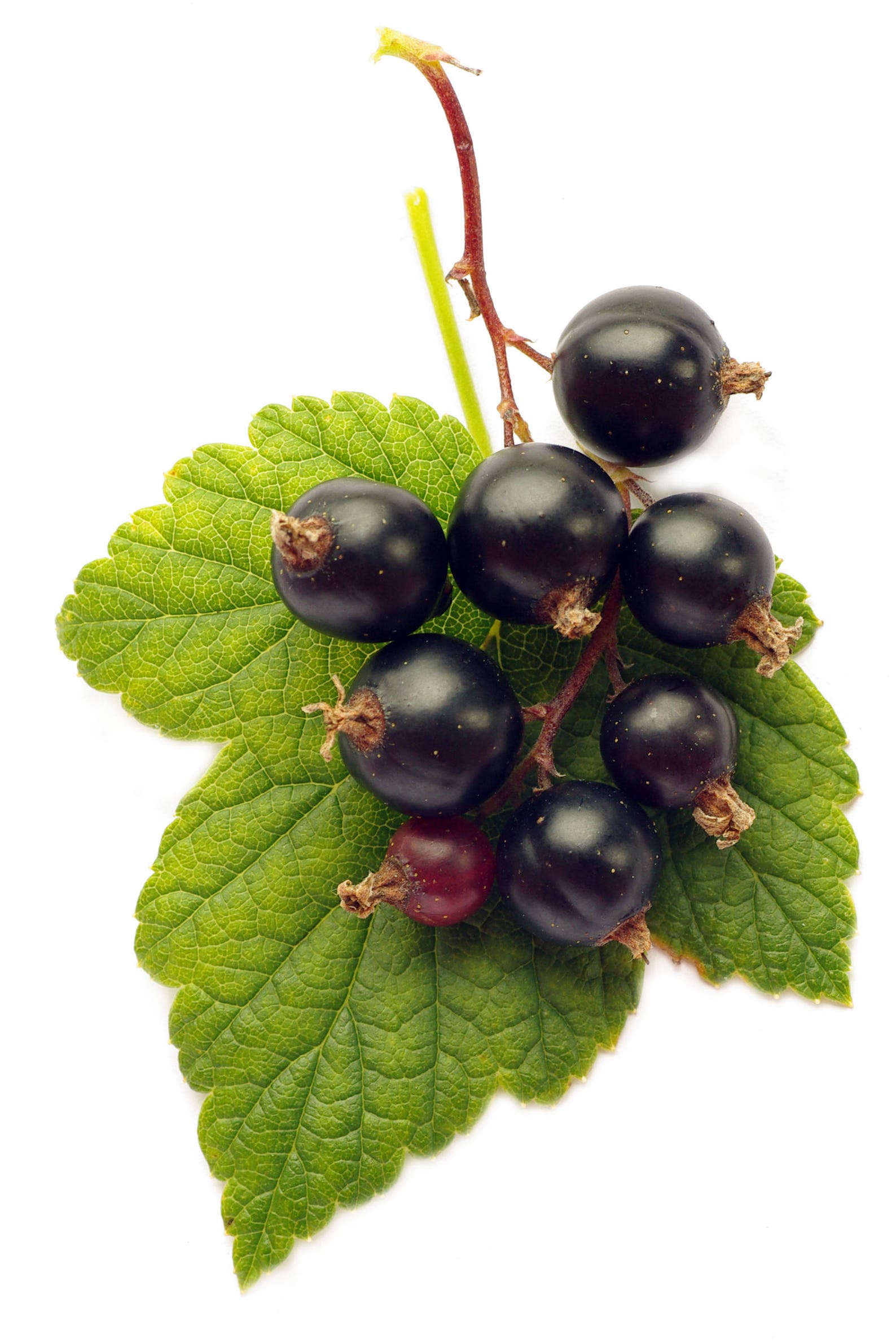 Currant Print, Kitchen Decor, Kitchen Printable Poster, Food ...