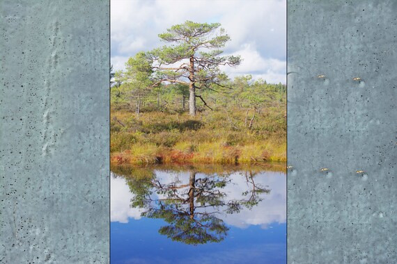 Bog Photography Instant Download | Etsy