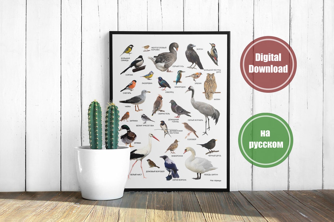 Environmental Educational Poster With Wild Birds and Names in Russian ...