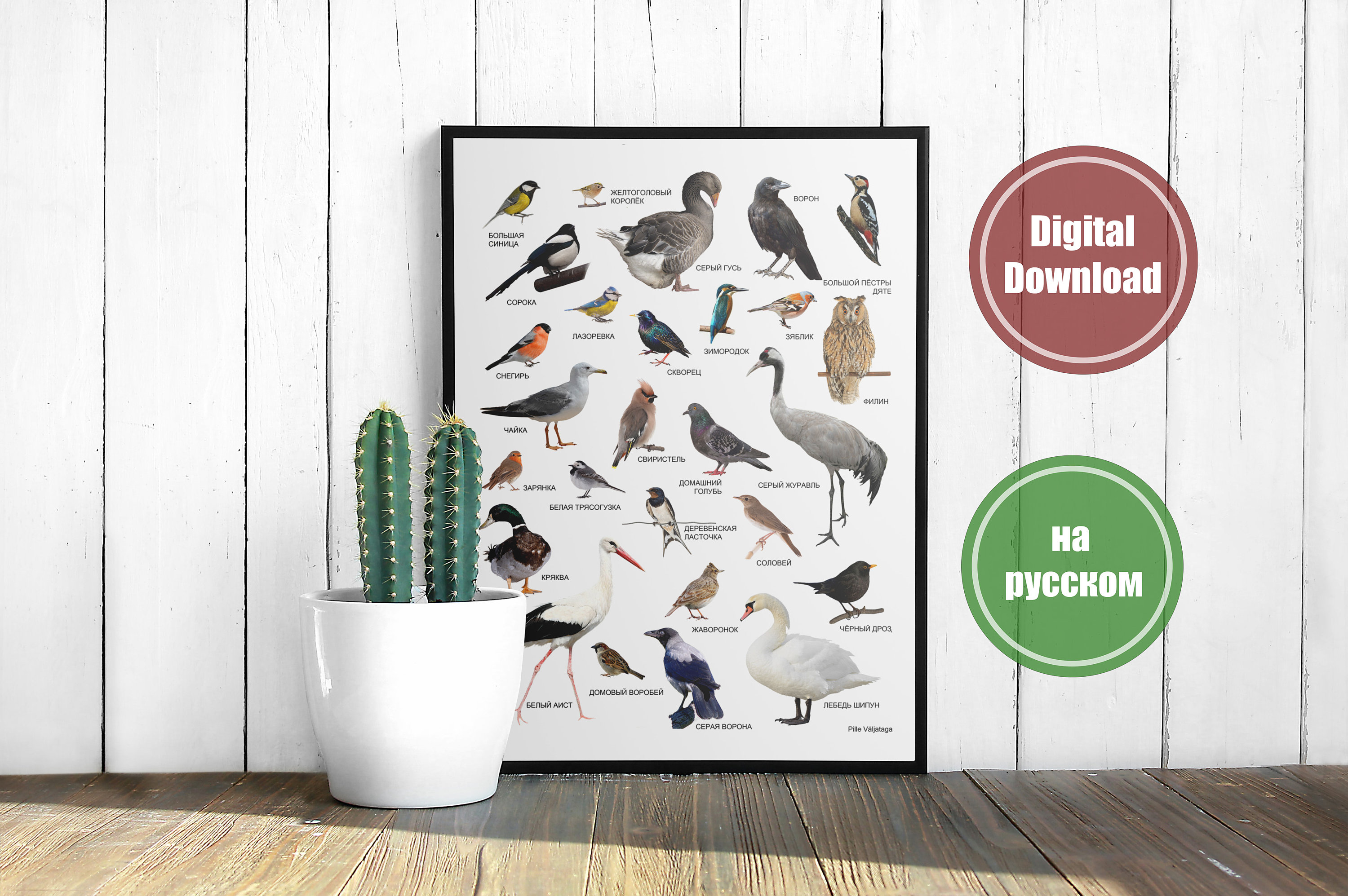 Environmental Educational Poster With Wild Birds and Names in Russian ...