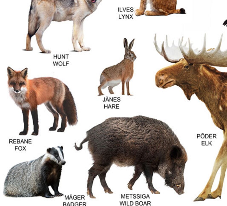 Poster Eesti Loomad, Pdf-fail, Trükitähtedega, A3 Suurus, Eesti Ja ...