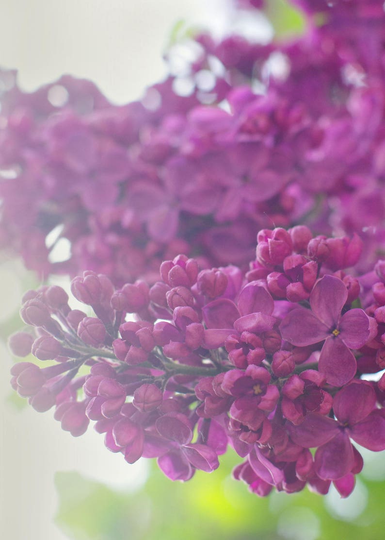 Nature Photography, Lilac Photography Instant Download, Wall Art, Home ...