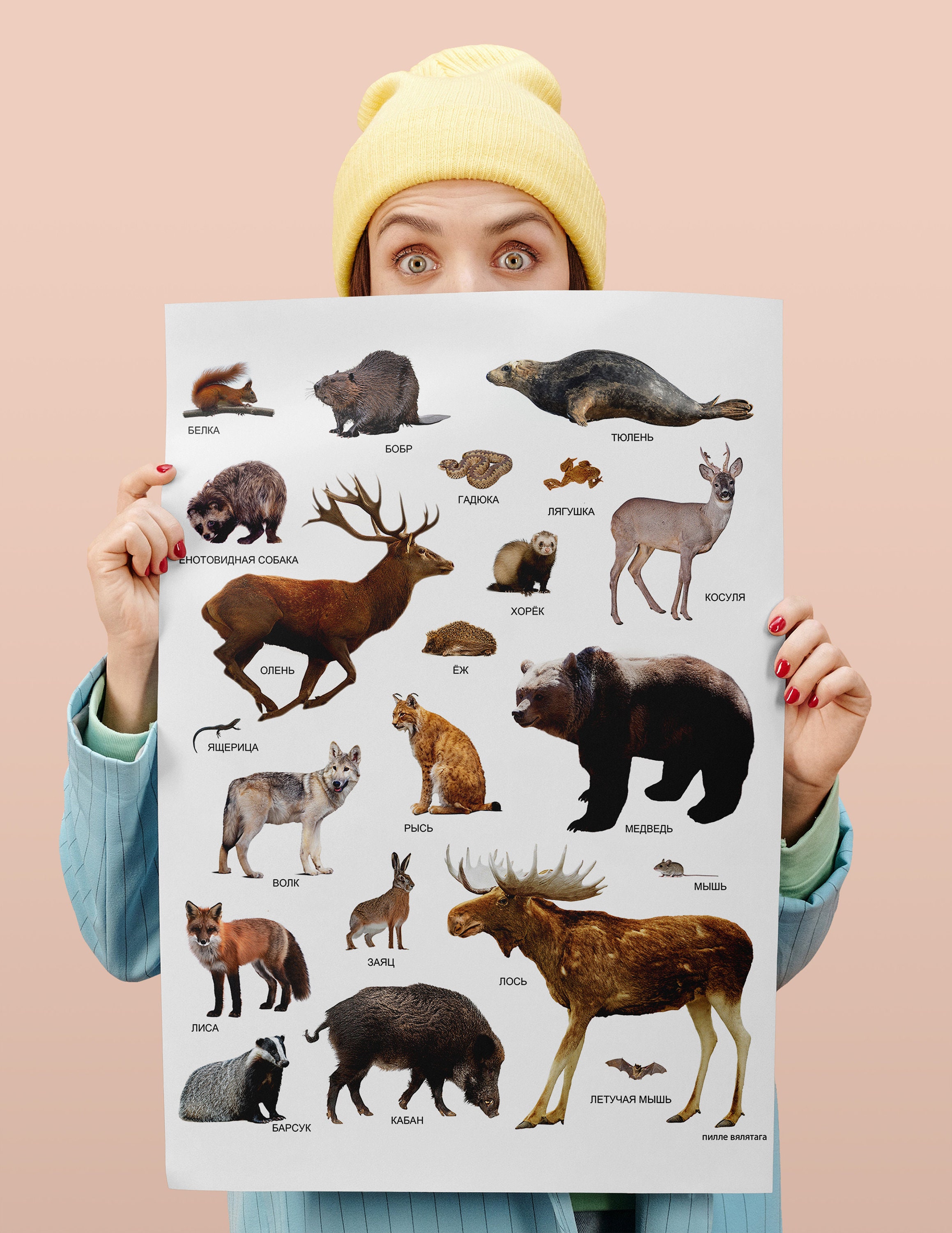 Wild Animal Educational Poster With Wild Amimals and Names in Russian ...