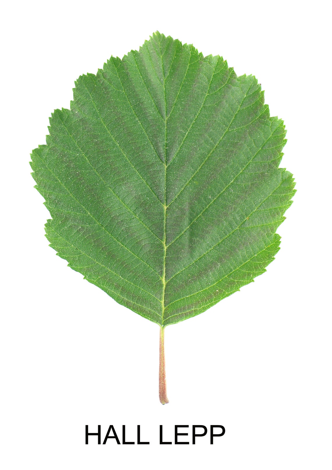 Lehejaht Eesti Keeles, 16 Erinevat Lehte Ja 10 Võimalust - Etsy