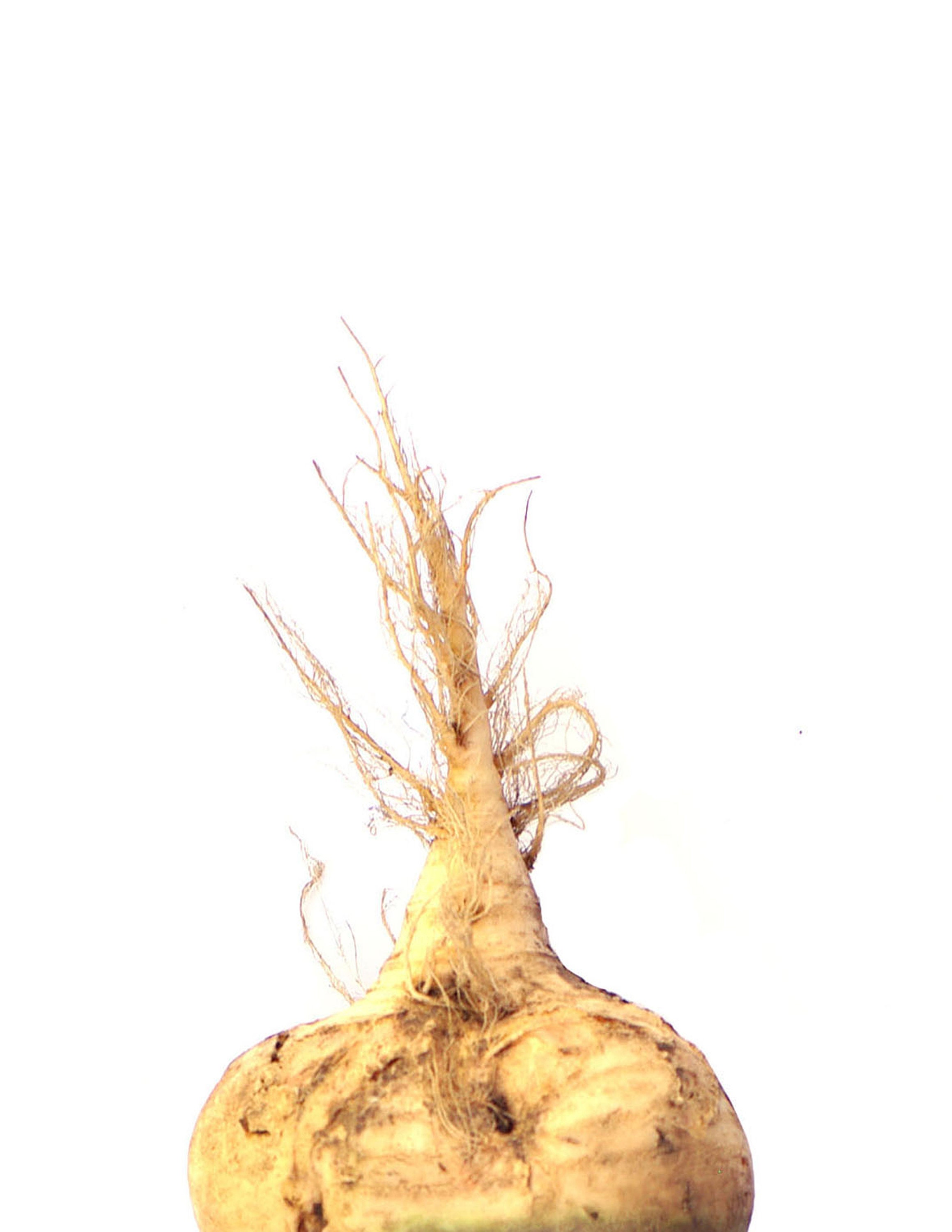 Turnip Art, Kichen Poster, Turnip Funny Photo, Food Print, Scandinavian ...