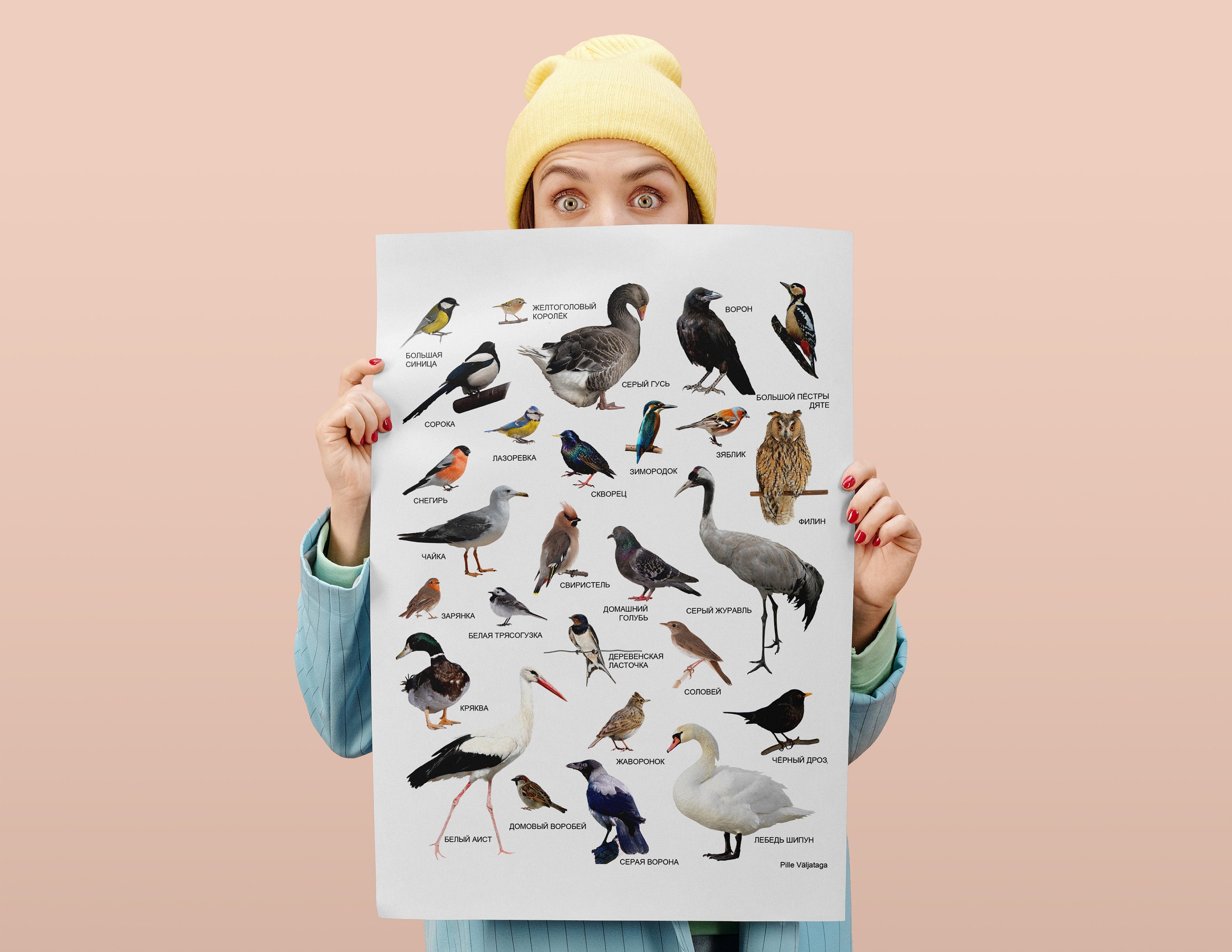 Environmental Educational Poster With Wild Birds and Names in Russian ...
