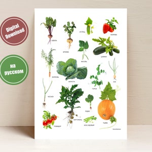 Educational Poster With Vegetables, Names in Russian, Arial Letters ...