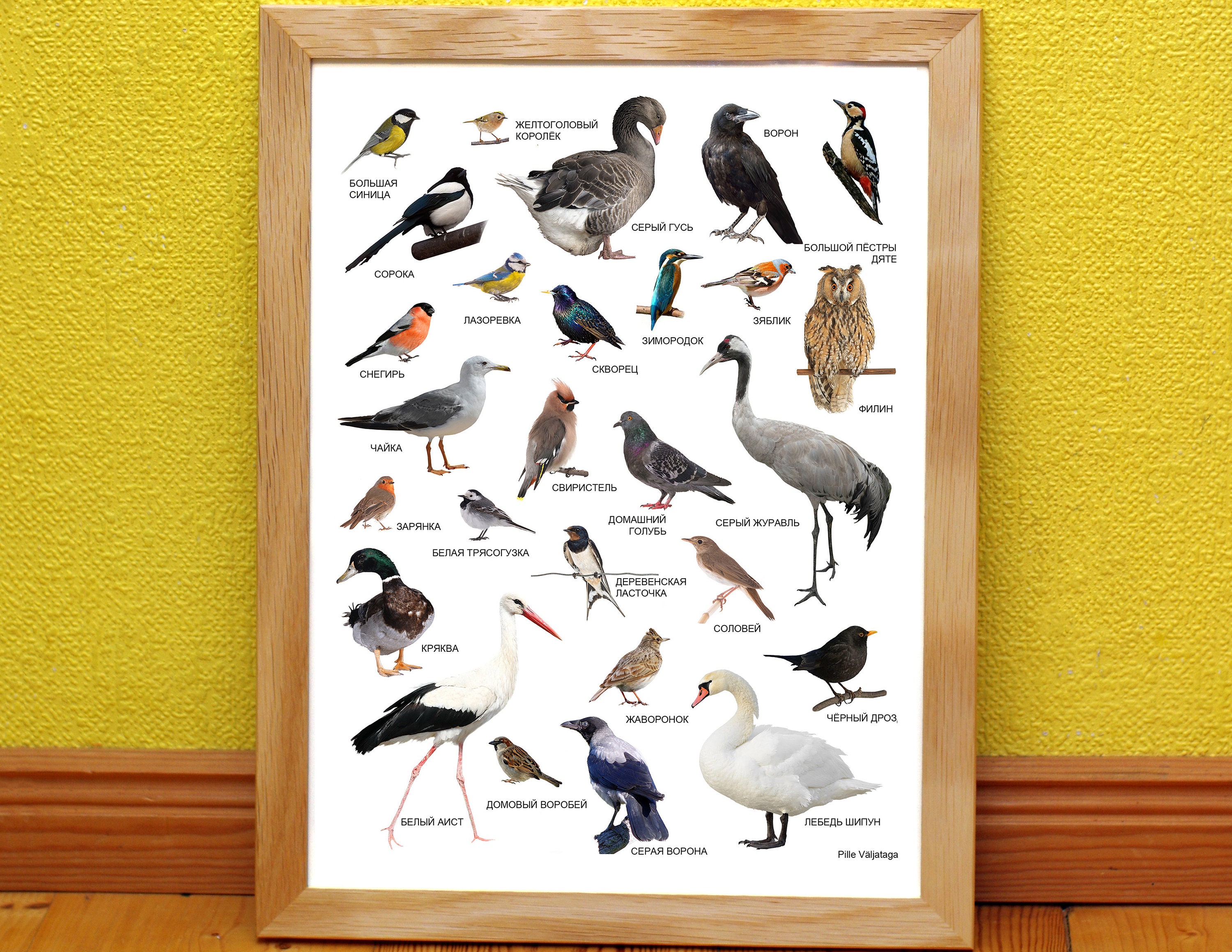 Environmental Educational Poster With Wild Birds and Names in Russian ...