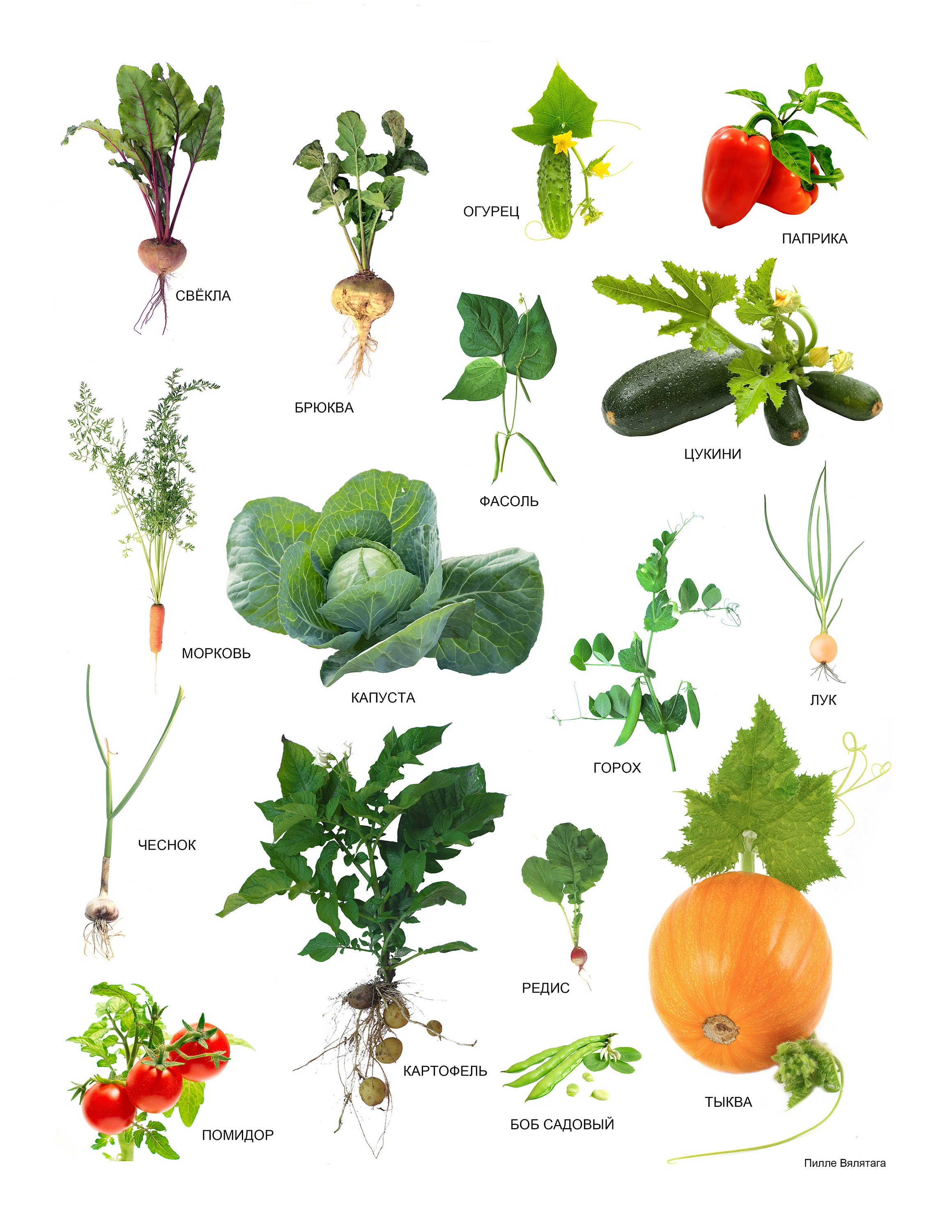 Educational Poster With Vegetables, Names in Russian, Arial Letters ...