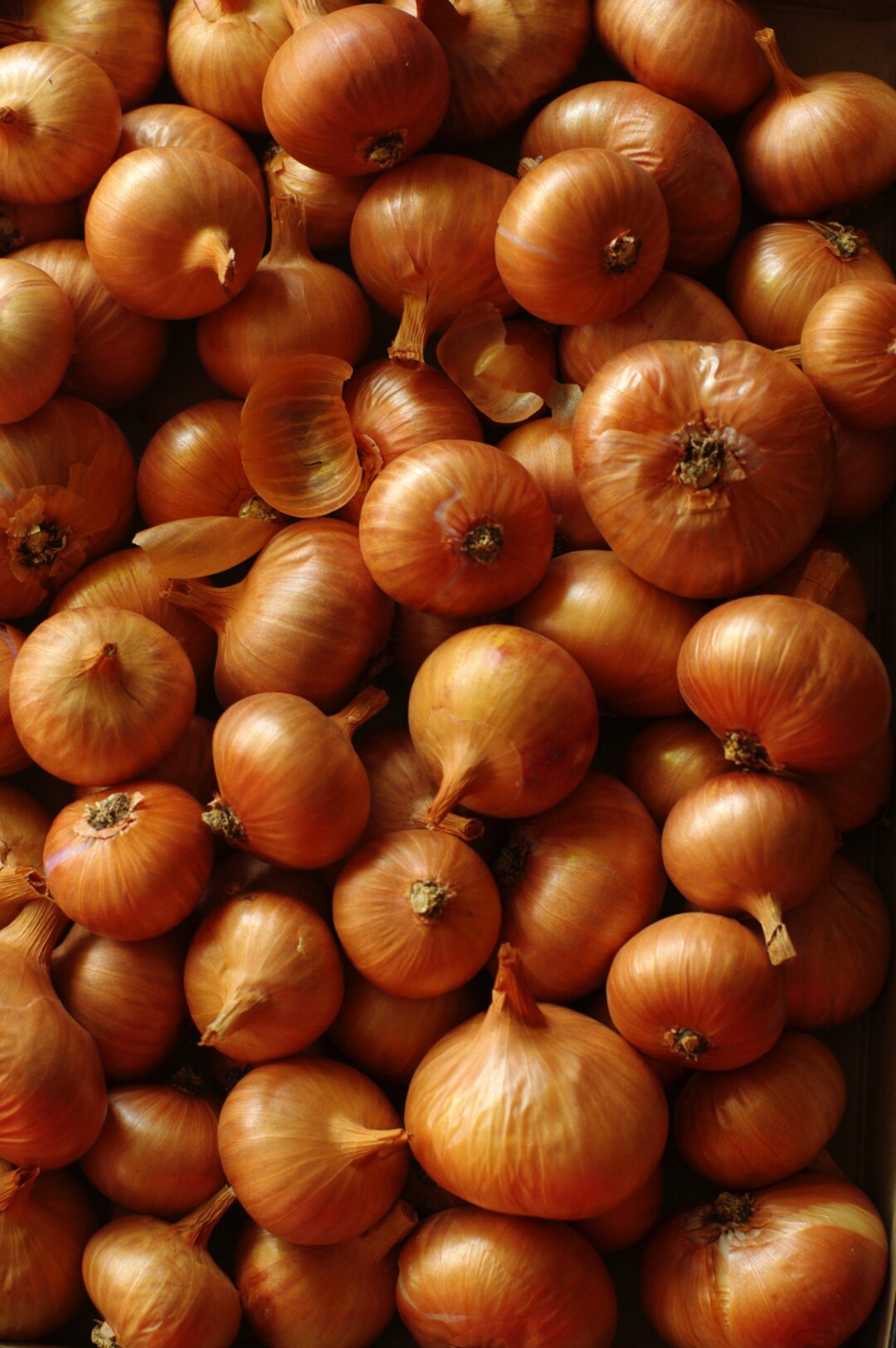 Nature Photography, Onion Photography Instant Download, Fall Home ...