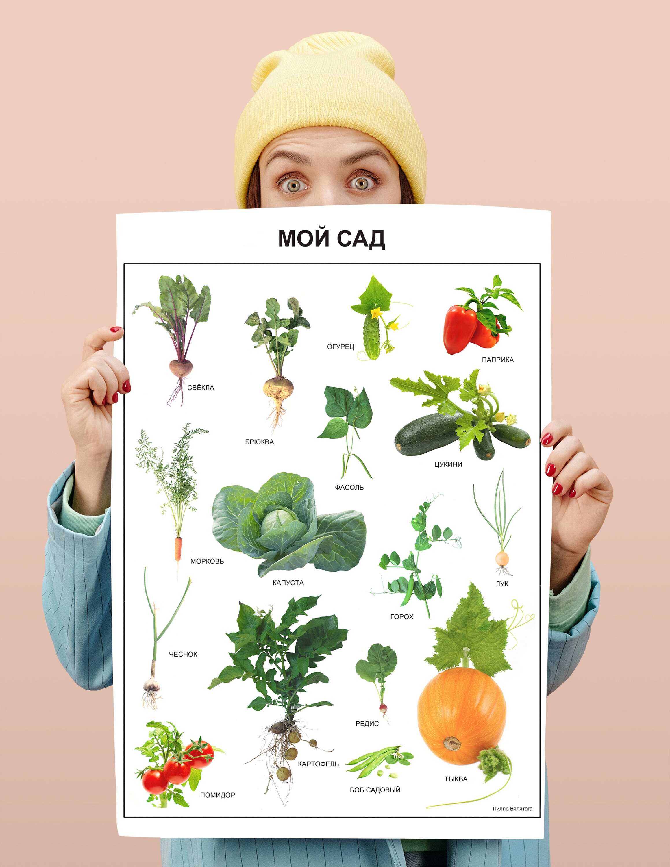 Educational Poster With Vegetables Names in Russian Arial - Etsy