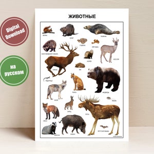 Wild Animal Poster With Wild Amimals and Names in Russian, Arial Font ...
