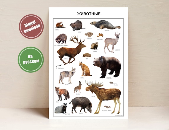 Wild Animal Poster With Wild Amimals and Names in Russian | Etsy
