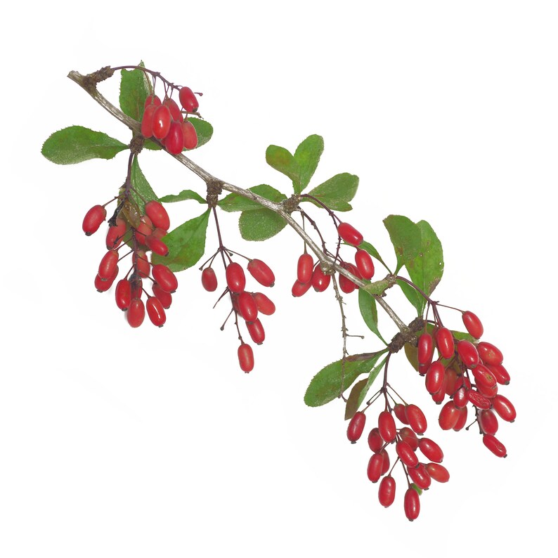 Poster Eesti Metsamarjad A3 Formaat - Etsy