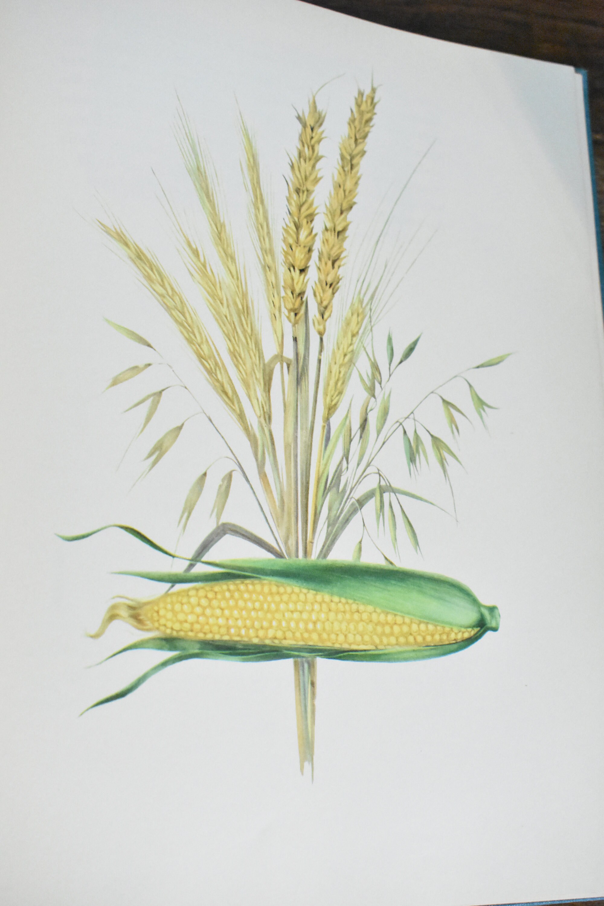 The Rainbow Book of Nature by Donald Culross Peattie // 1957 - Etsy