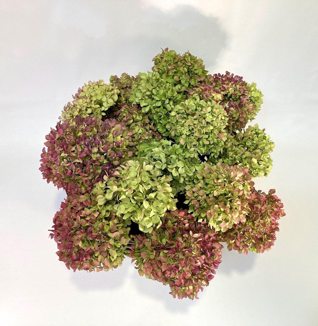 15 Ct Dried Hydrangea Flowers | Natural Stemmed Hydrangea Blooms ...