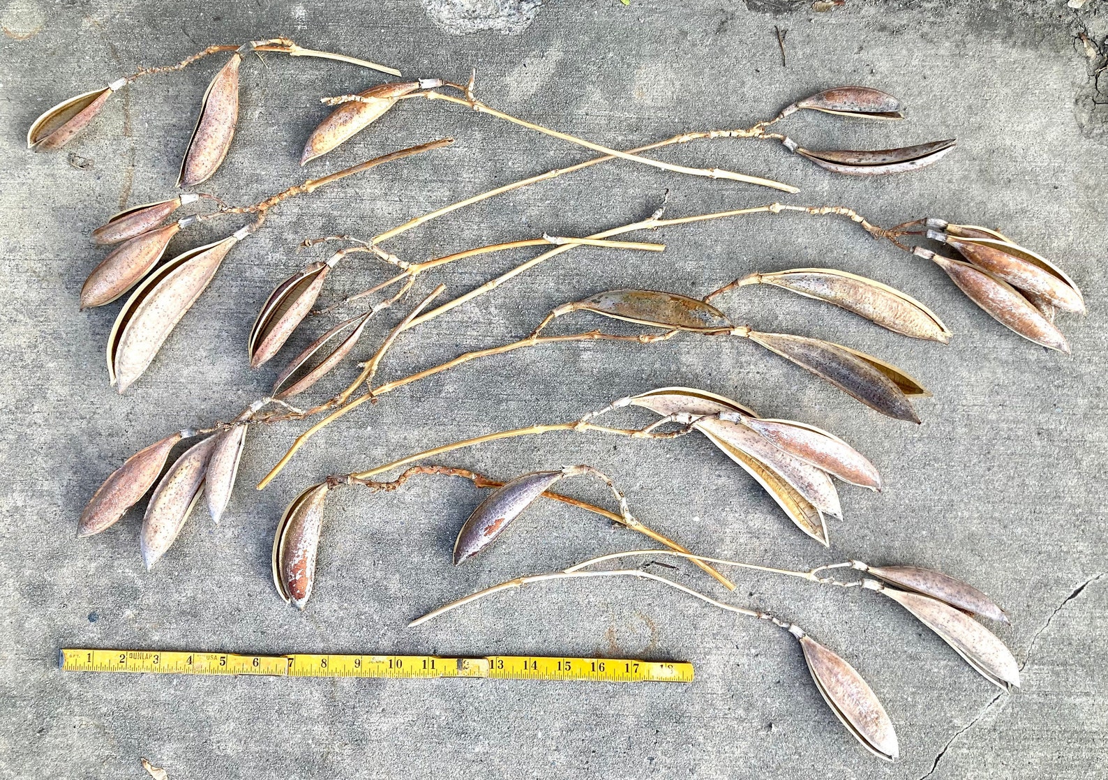Trumpet Vine Pods | Dried Campsis Radicans Seeds | Rustic Floral ...
