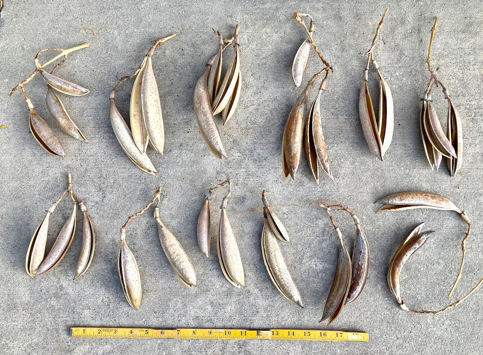 Trumpet Vine Pods | Dried Campsis Radicans Seeds | Rustic Floral ...