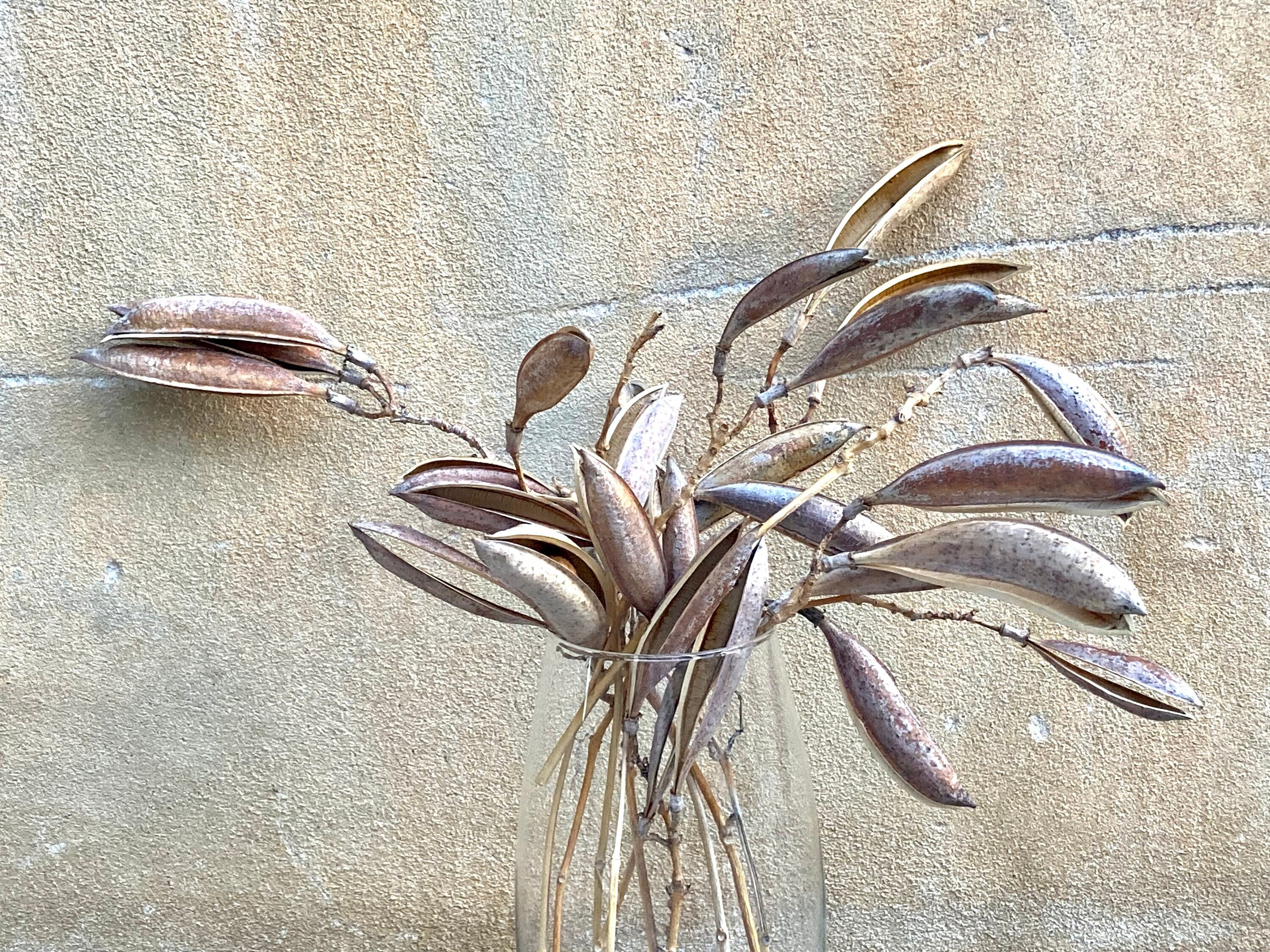 Trumpet Vine Pods | Dried Campsis Radicans Seeds | Rustic Floral ...