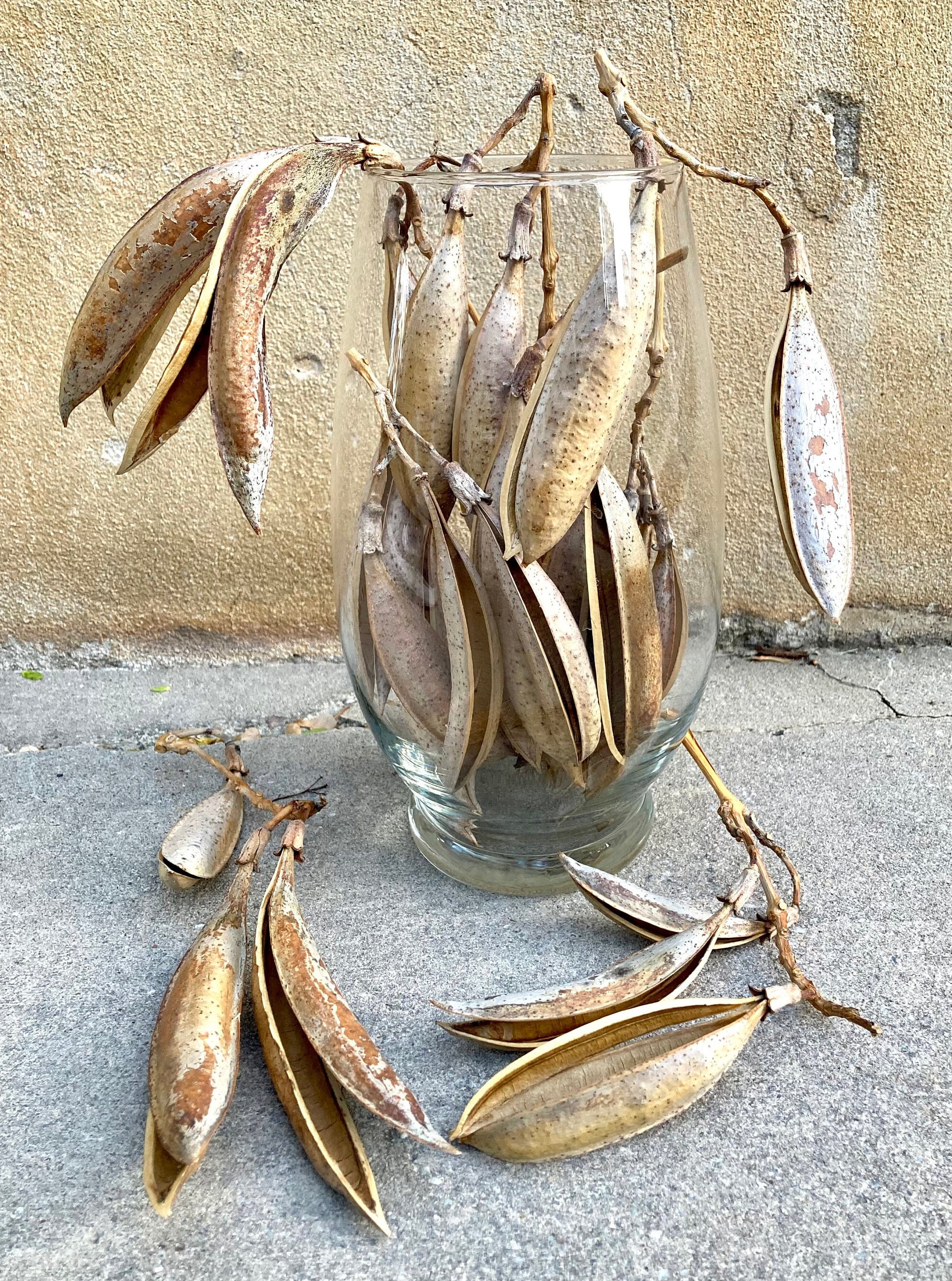 Trumpet Vine Pods | Dried Campsis Radicans Seeds | Rustic Floral ...