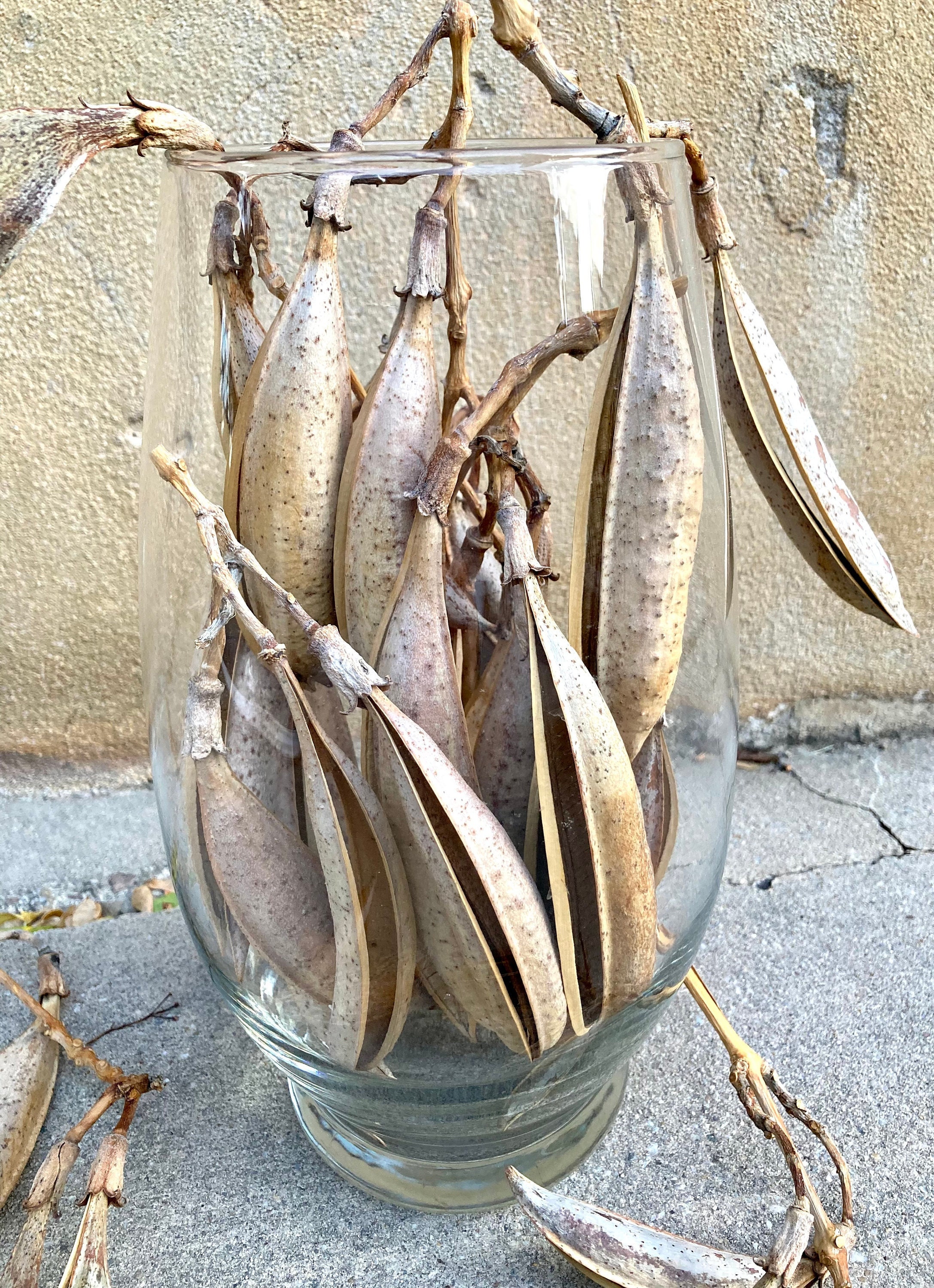 Trumpet Vine Pods | Dried Campsis Radicans Seeds | Rustic Floral ...