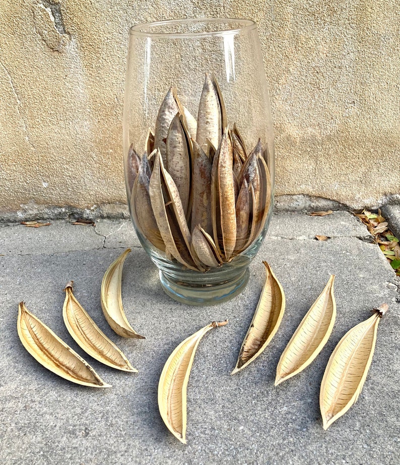 Trumpet Vine Pods | Dried Campsis Radicans Seeds | Rustic Floral ...
