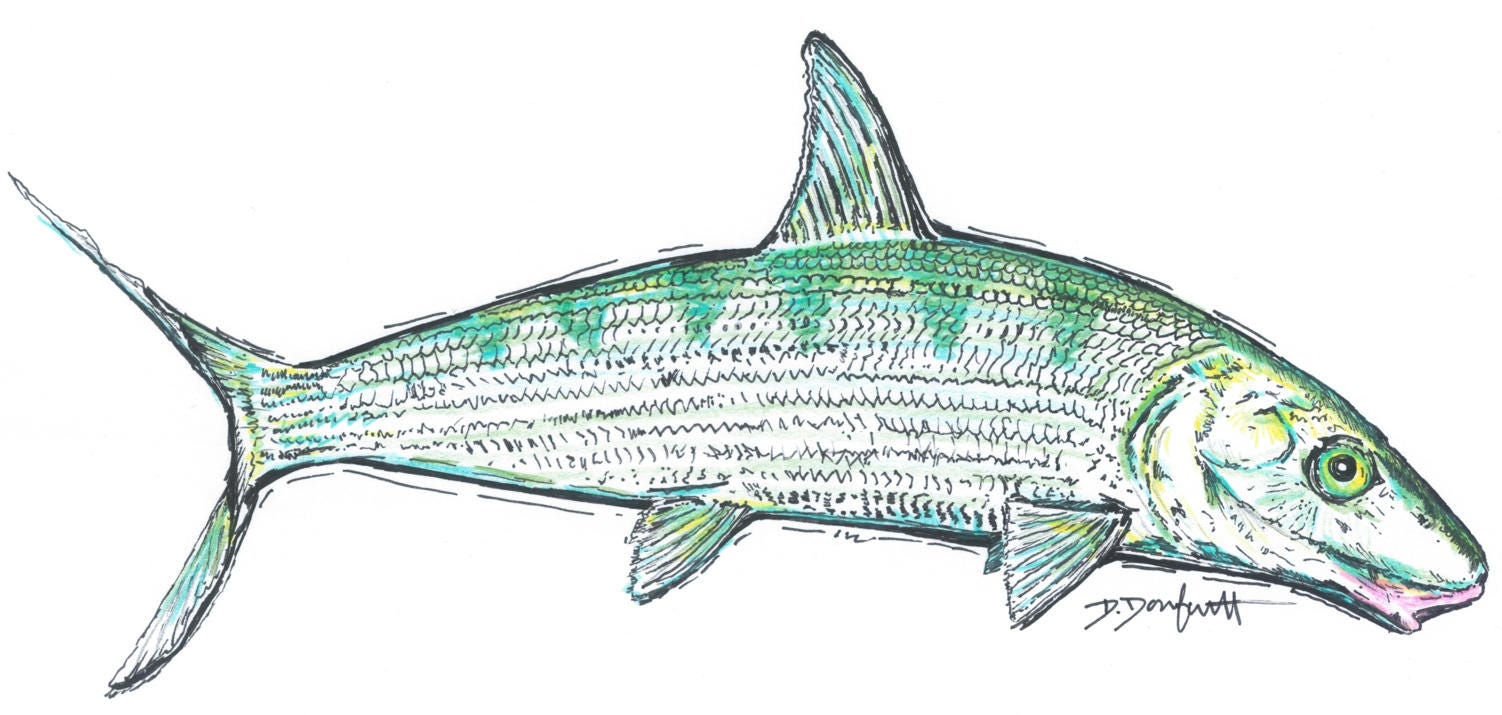 Bonefish Art | Etsy