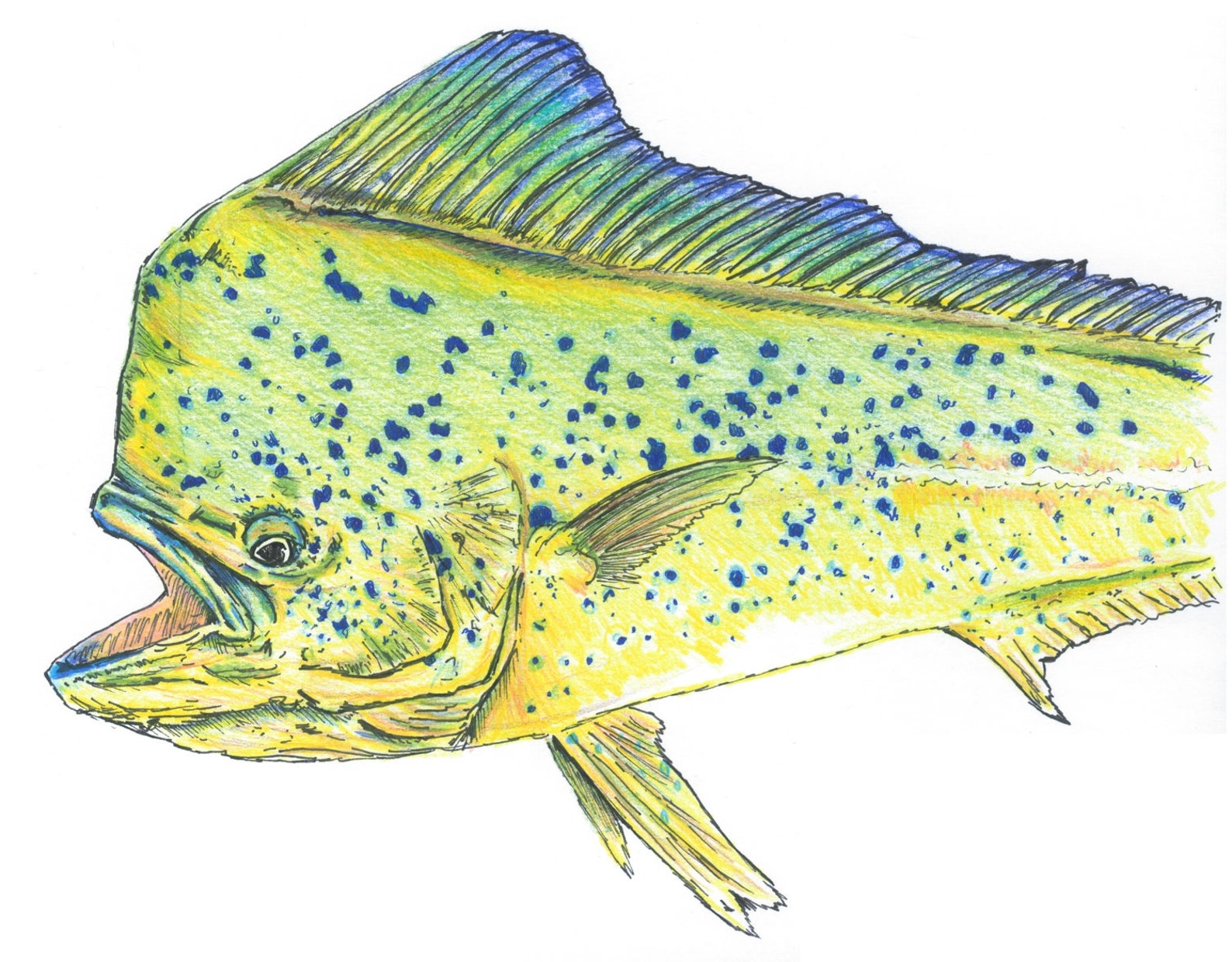 Bull Mahi Mahi Art - Etsy