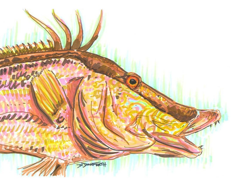 Hogfish Art Print | Etsy