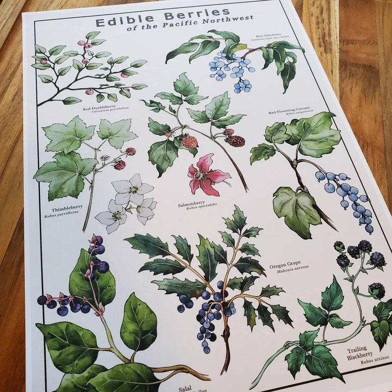 PNW Edible Berry Fine Art Print - Etsy
