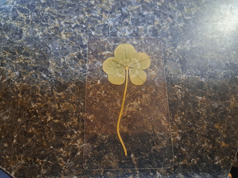 7 Leaf Clover - LAMINATED -.1.25 Inch - Pressed - Real Seven Leaf ...