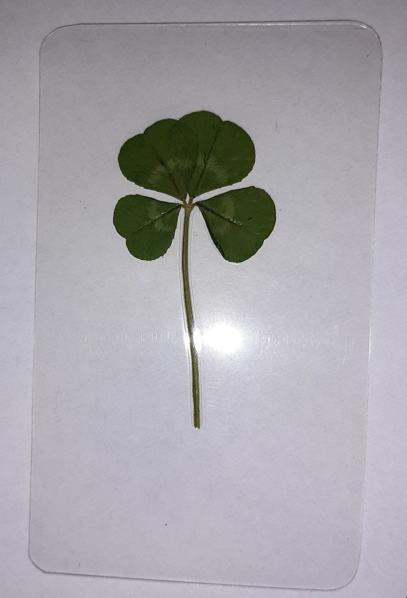 Real Four Leaf Clover LAMINATED True White 4 Leaf Clover - Etsy
