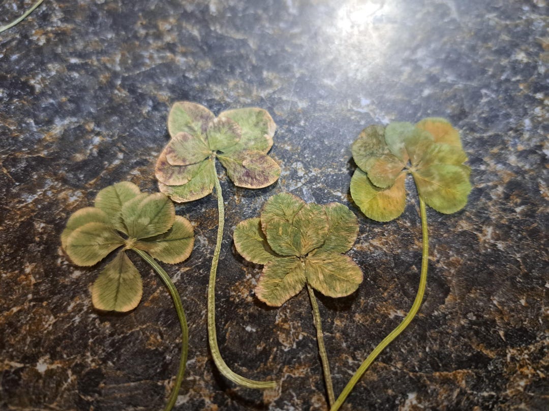 7 Leaf Clovers - Pressed - Real Seven Leaf Clover ##25 - Etsy