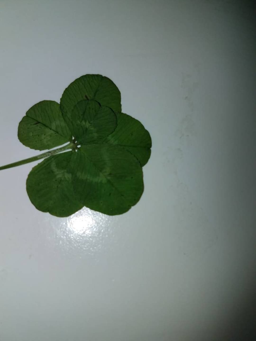 Real 6 Leaf Clover Laminated - Six Leaf Clover - Dried and Pressed ...