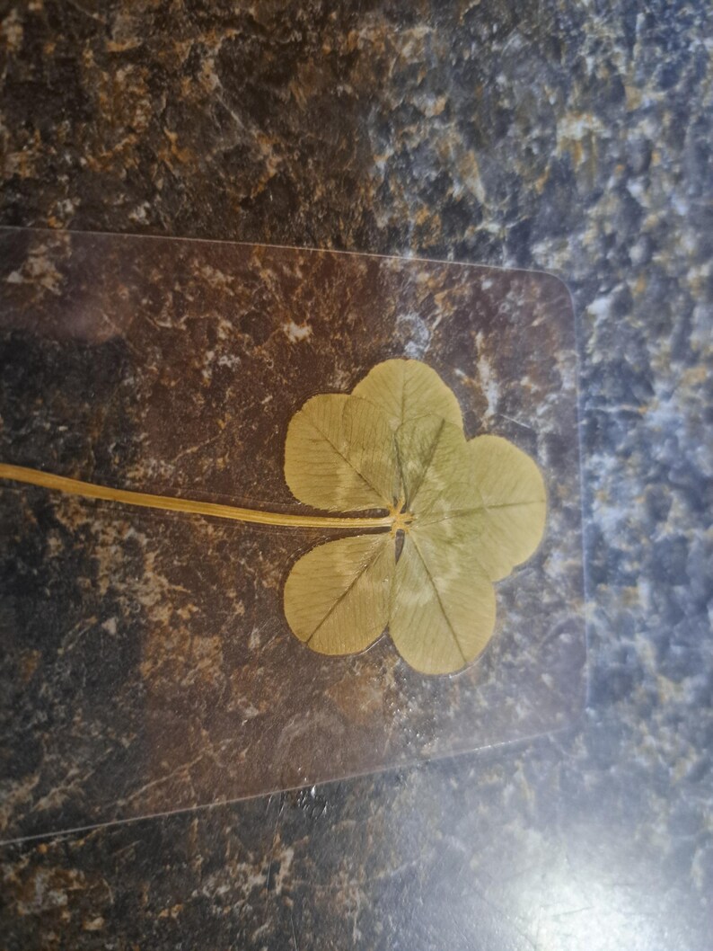 7 Leaf Clover - LAMINATED -.1.25 Inch - Pressed - Real Seven Leaf ...