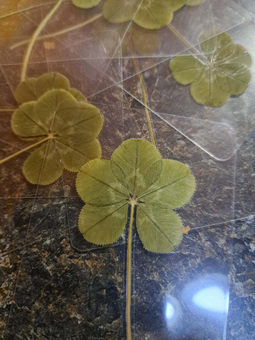5 Leaf Clover Laminated - Five Leaf Clover - Etsy