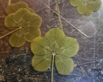 Genuine Five Leaf Clover | Shamrock 5 Leaf Clover | Wedding Favours ...