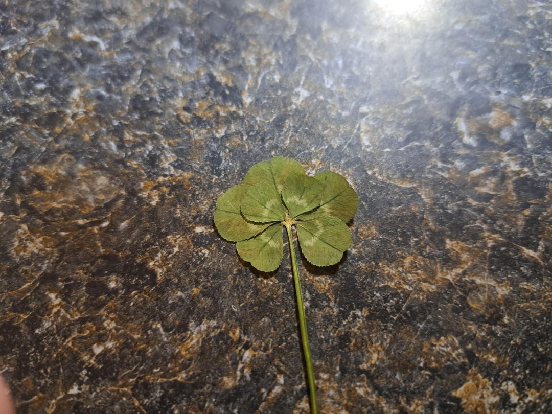 7 Leaf Clover - 1 Inch - Pressed - Real Seven Leaf Clover ##19 - Etsy
