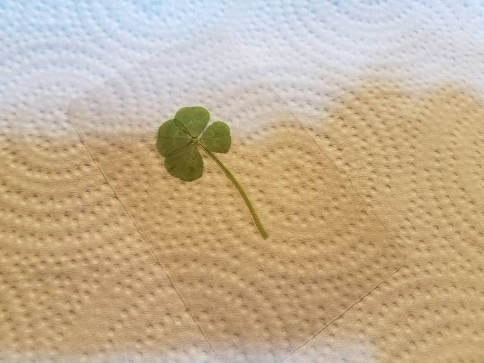 Real Four Leaf Clover LAMINATED True White 4 Leaf Clover - Etsy