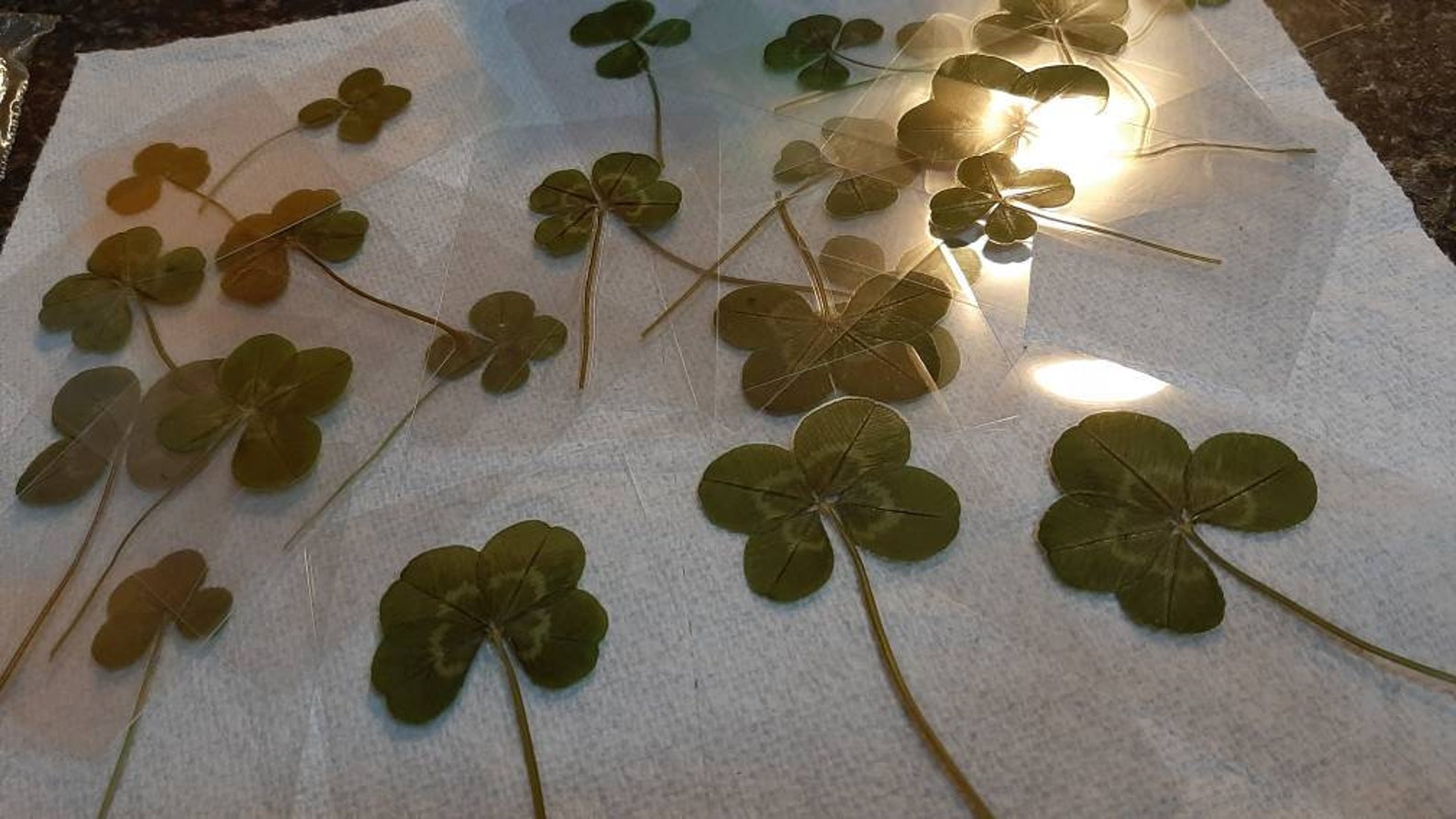 Real Four Leaf Clover LAMINATED True White 4 Leaf Clover - Etsy