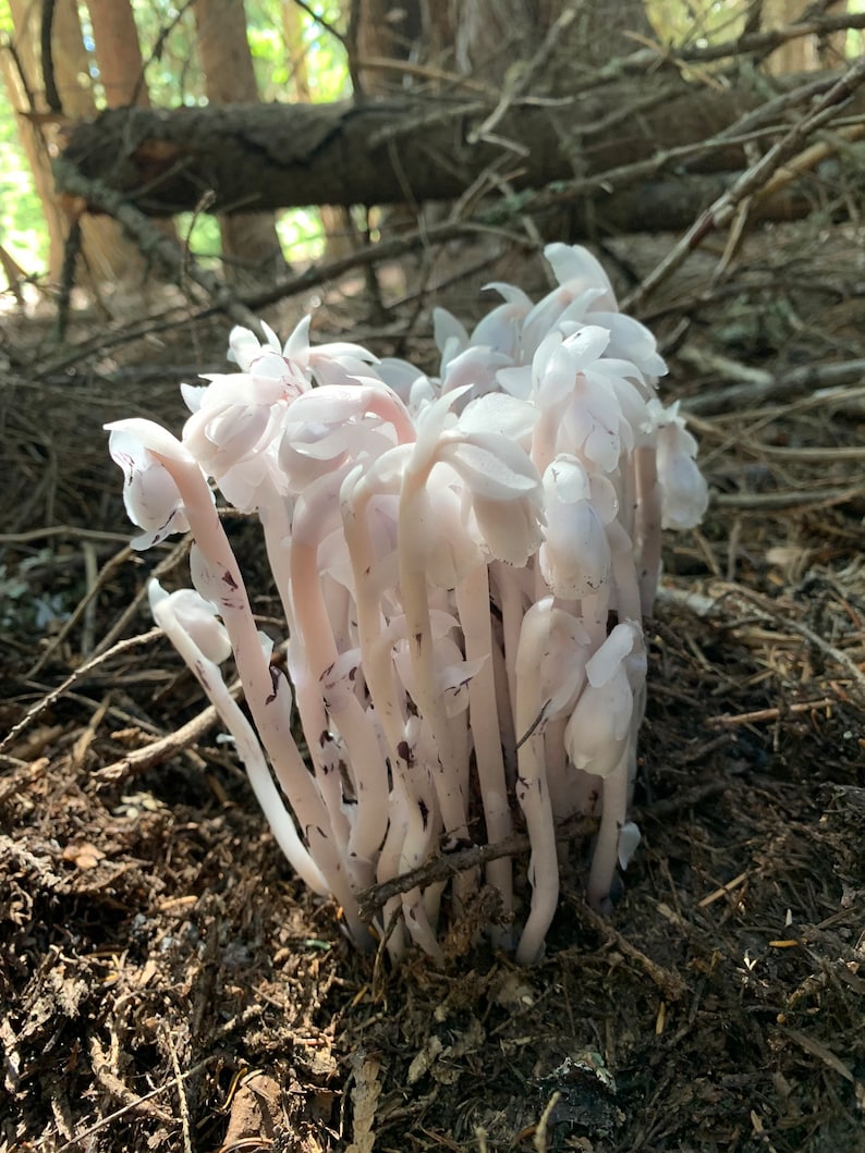 Dried Ghost Pipe Indian Pipe Whole Flower Plant Box of 10 - Etsy