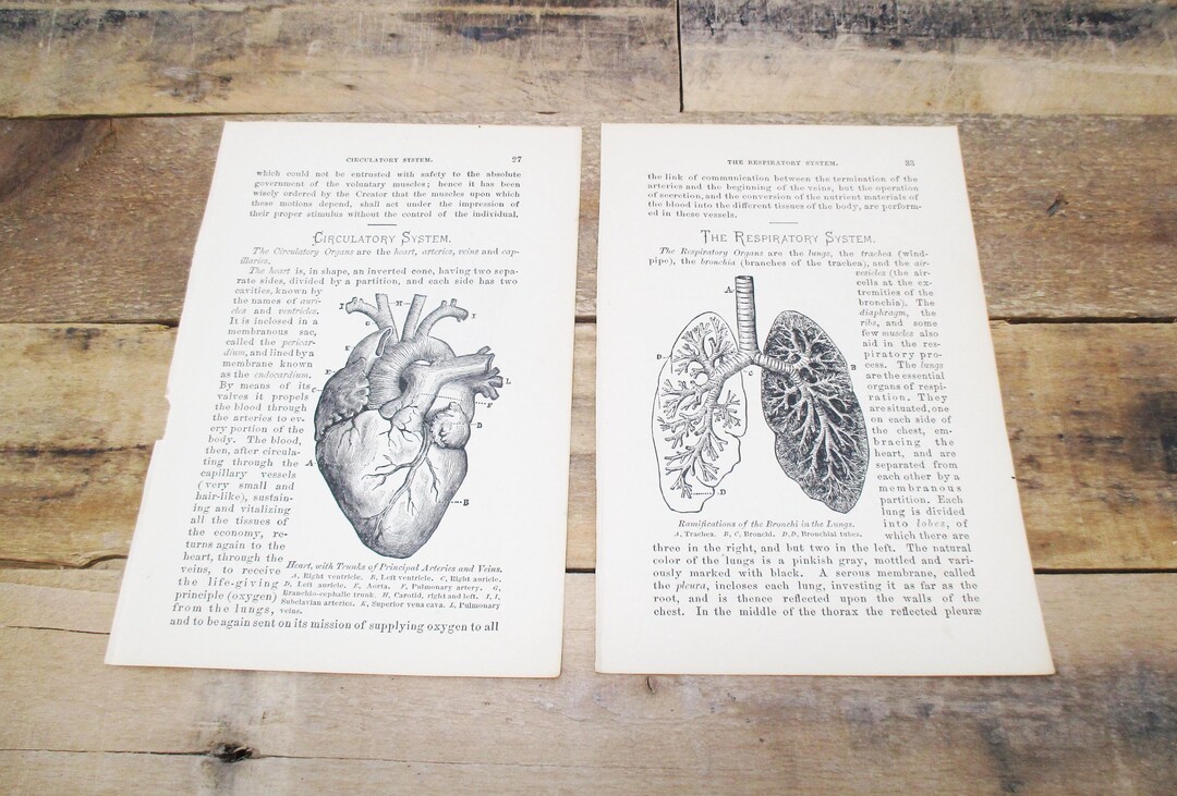 1800s Medical Anatomy Prints (set of 2) | Circulatory & Respiratory ...