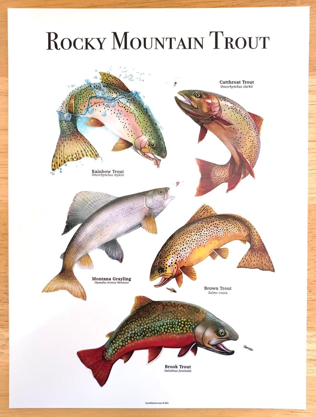 Fish Poster 9x12 Rocky Mountain Trout - Etsy