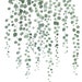 String of Pearls Watercolor Print: Botanical Garden Art (digital ...