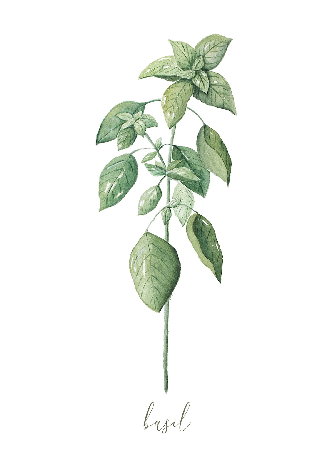 Basil DIGITAL Herb Watercolor Painting Garden Botanical - Etsy
