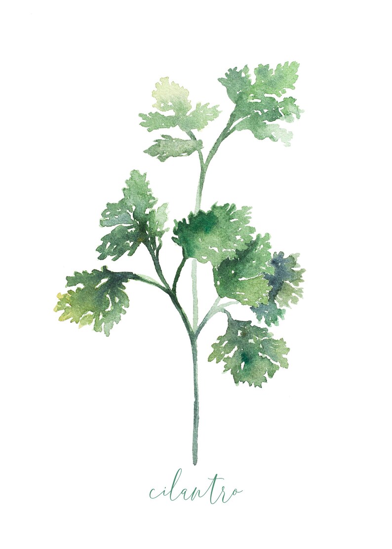 Cilantro DIGITAL Herb Watercolor Painting Garden Botanical | Etsy