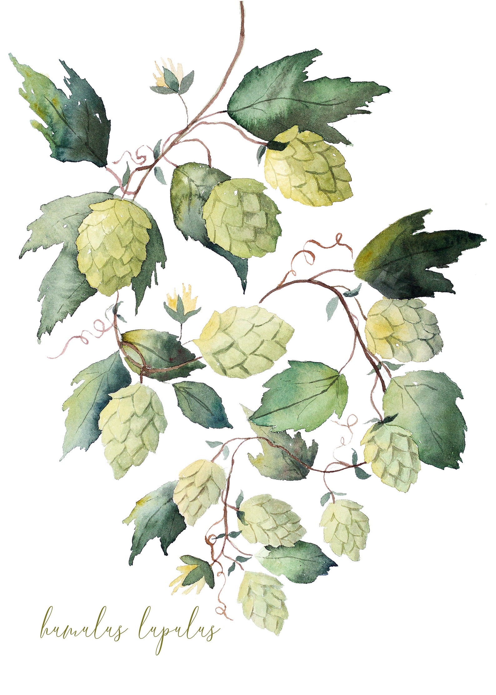 Hops Plant Printable Botanical Wall Art Watercolor | Etsy