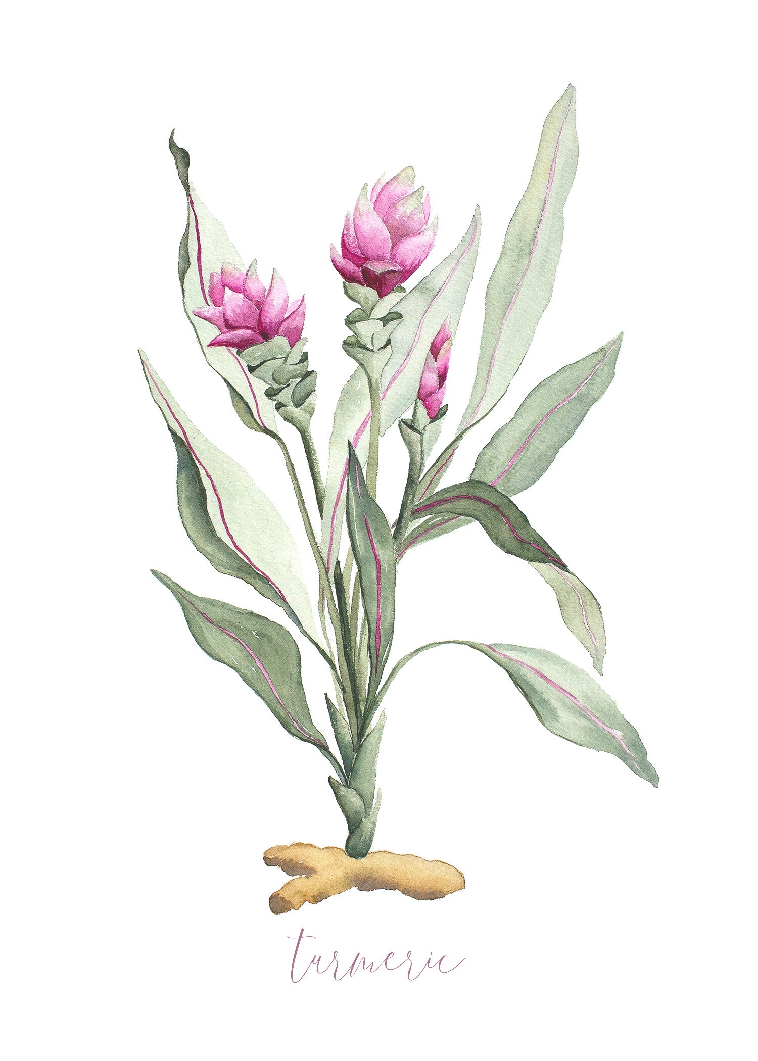 Turmeric DIGITAL DOWNLOAD - Botanical Illustration Print, Plant Artwork ...